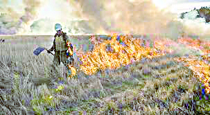 March is Prescribed Fire Awareness Month – The Greenville Standard