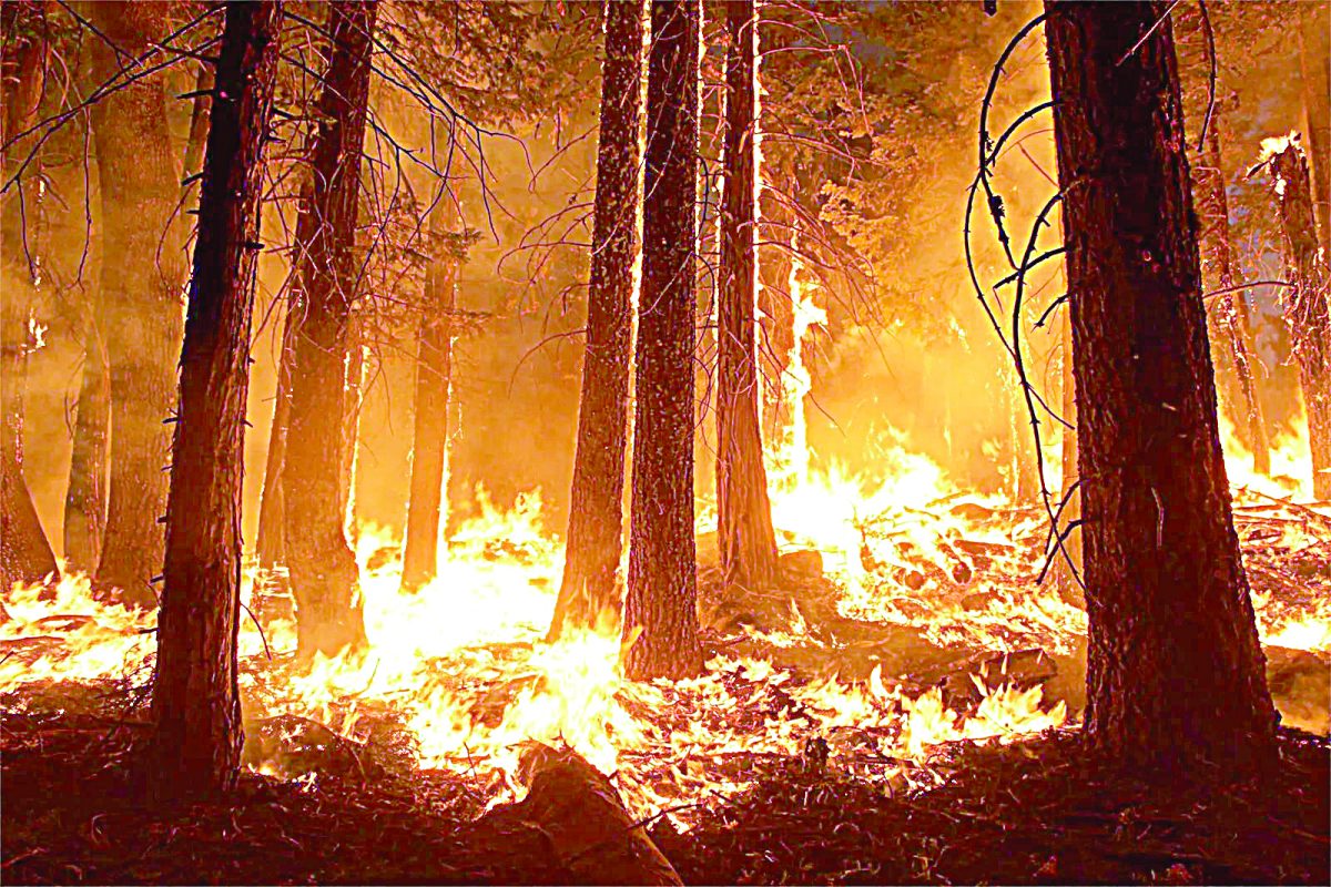 Fire danger advisory statewide – The Greenville Standard