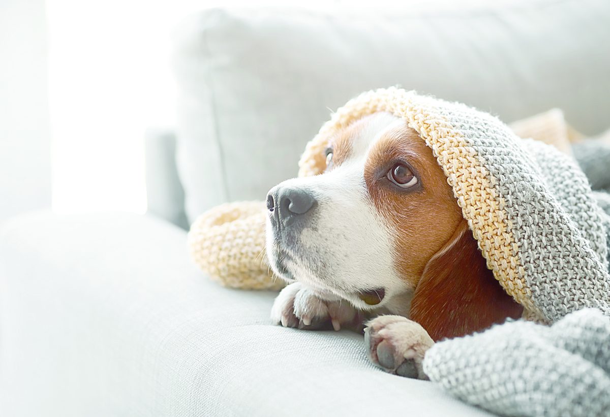 Take care of others during cold – The Greenville Standard